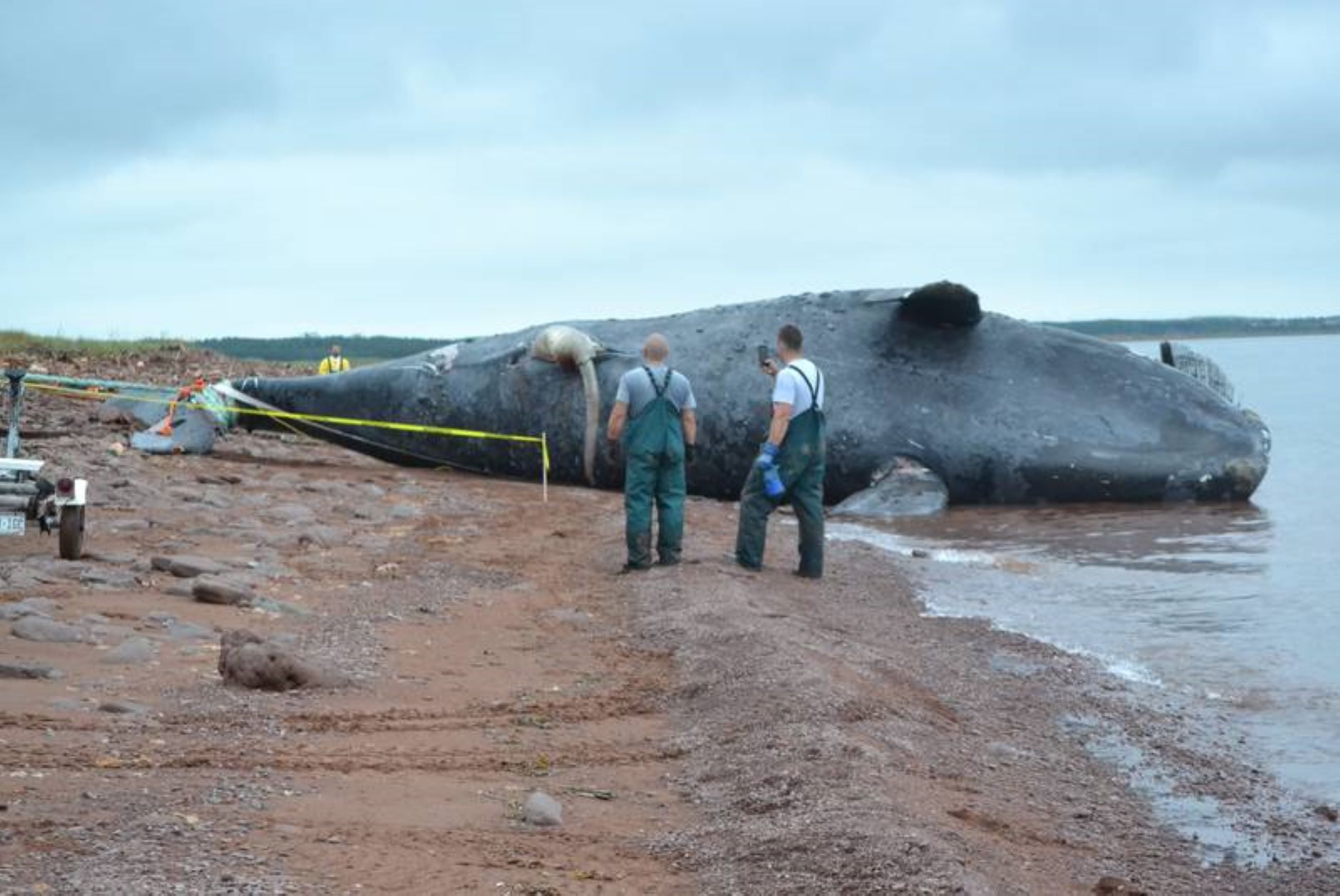 Blue Whale Burial Site » Tignish, Prince Edward Island audio guide app ...