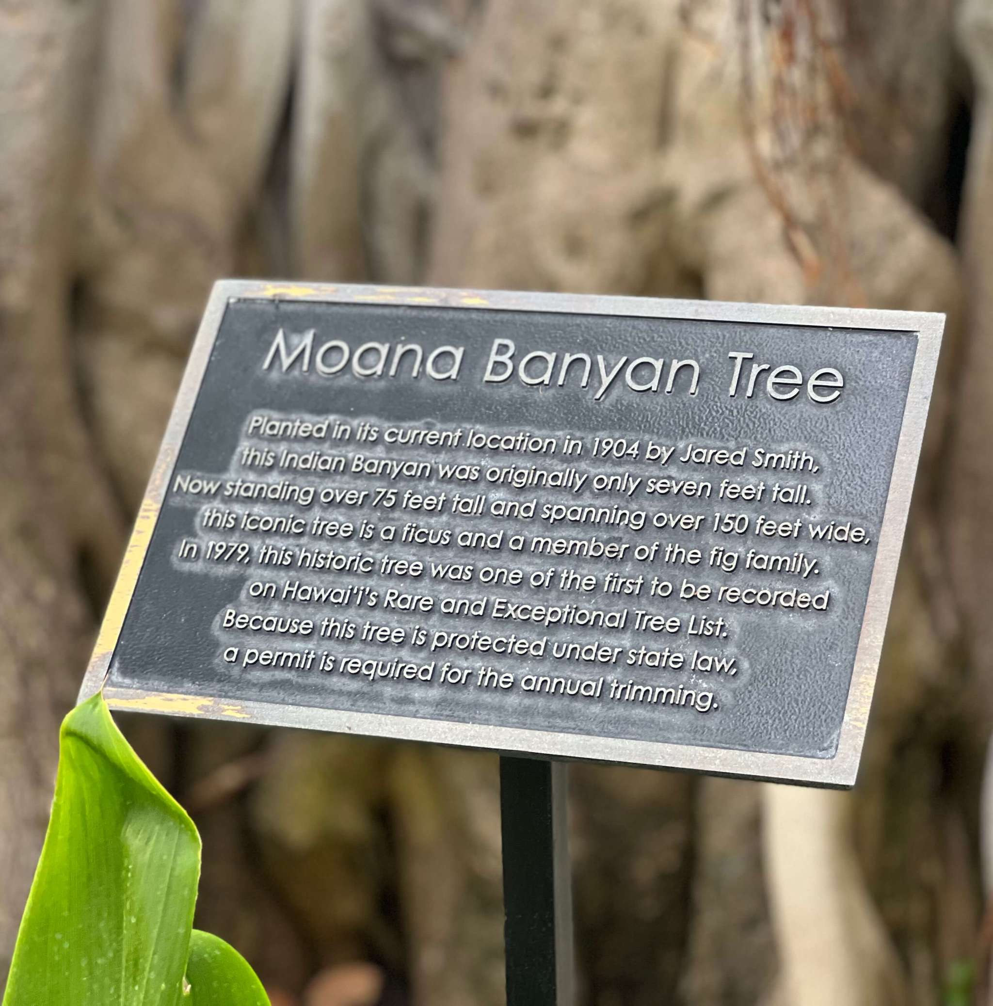 Banyan Tree HST » Honolulu, Hawaii audio guide app » VoiceMap